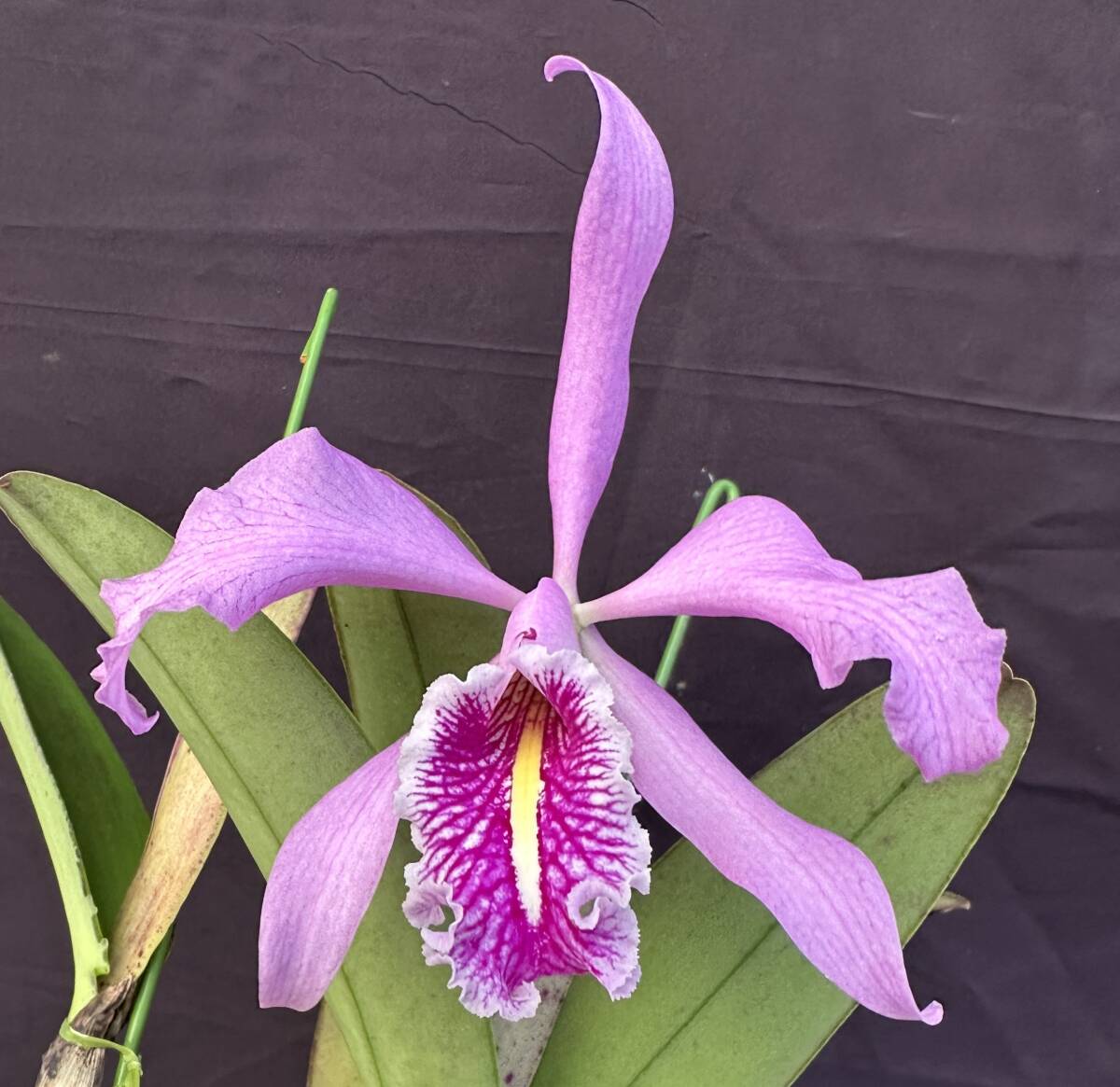 Yahoo!オークション - 洋蘭原種 カトレア C maxima ② 花付き