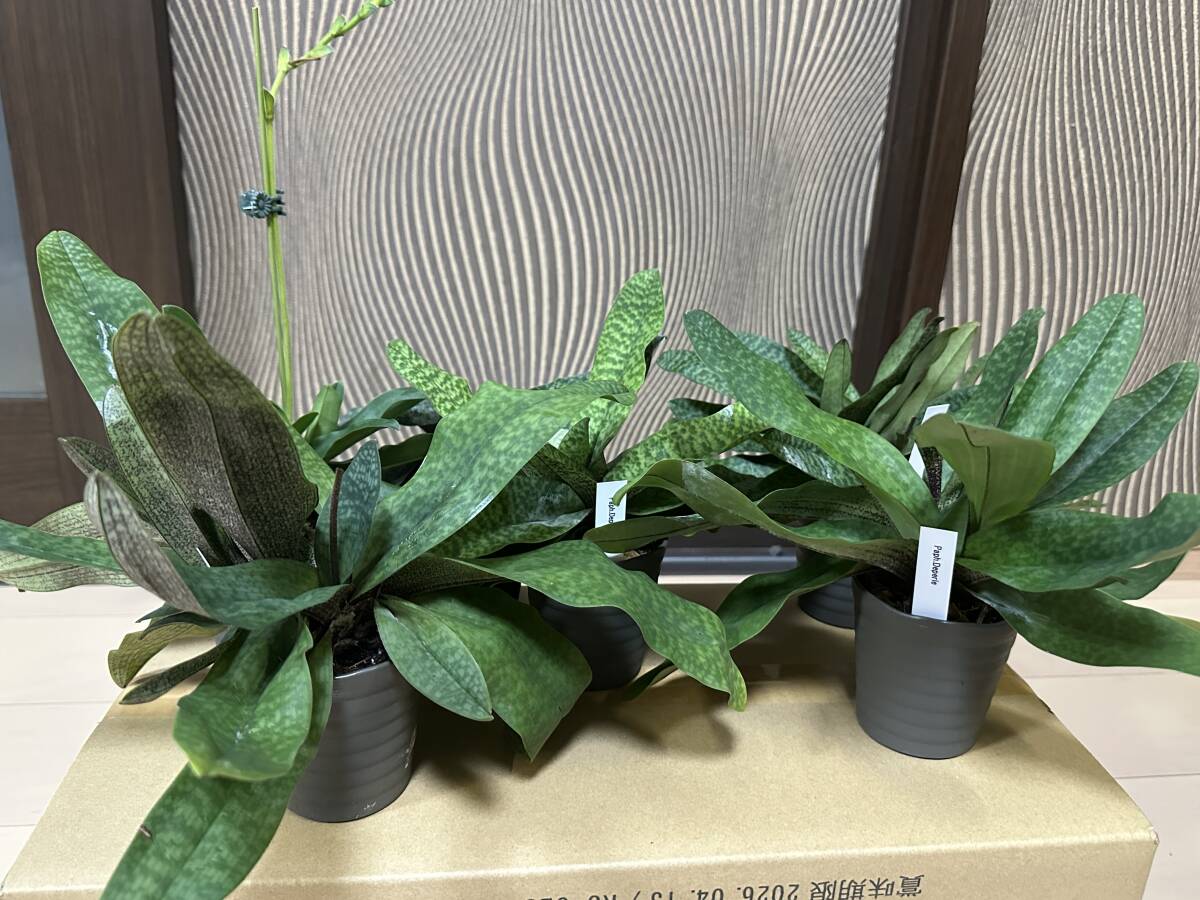 Yahoo!オークション - 洋蘭 パフィオペディルム 各種 6鉢セット（栽培...