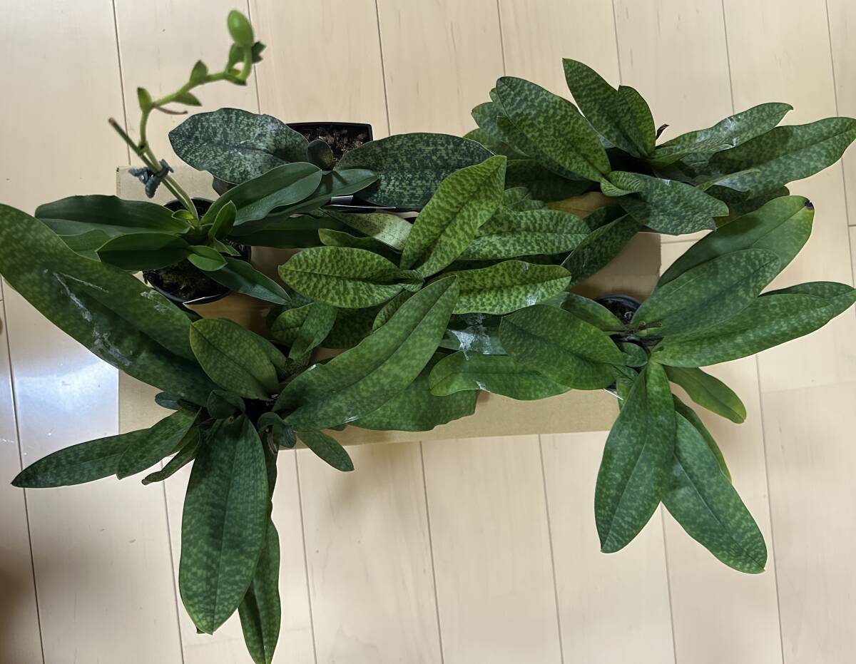 Yahoo!オークション - 洋蘭 パフィオペディルム 各種 6鉢セット（栽培...