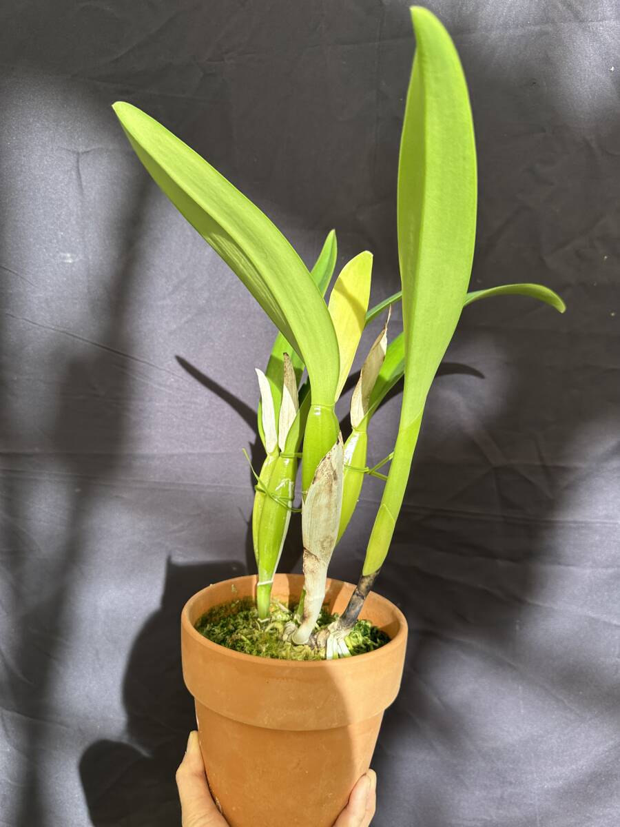 Yahoo!オークション - 洋蘭原種 カトレア C trianae f.coerulea 'Mar A...