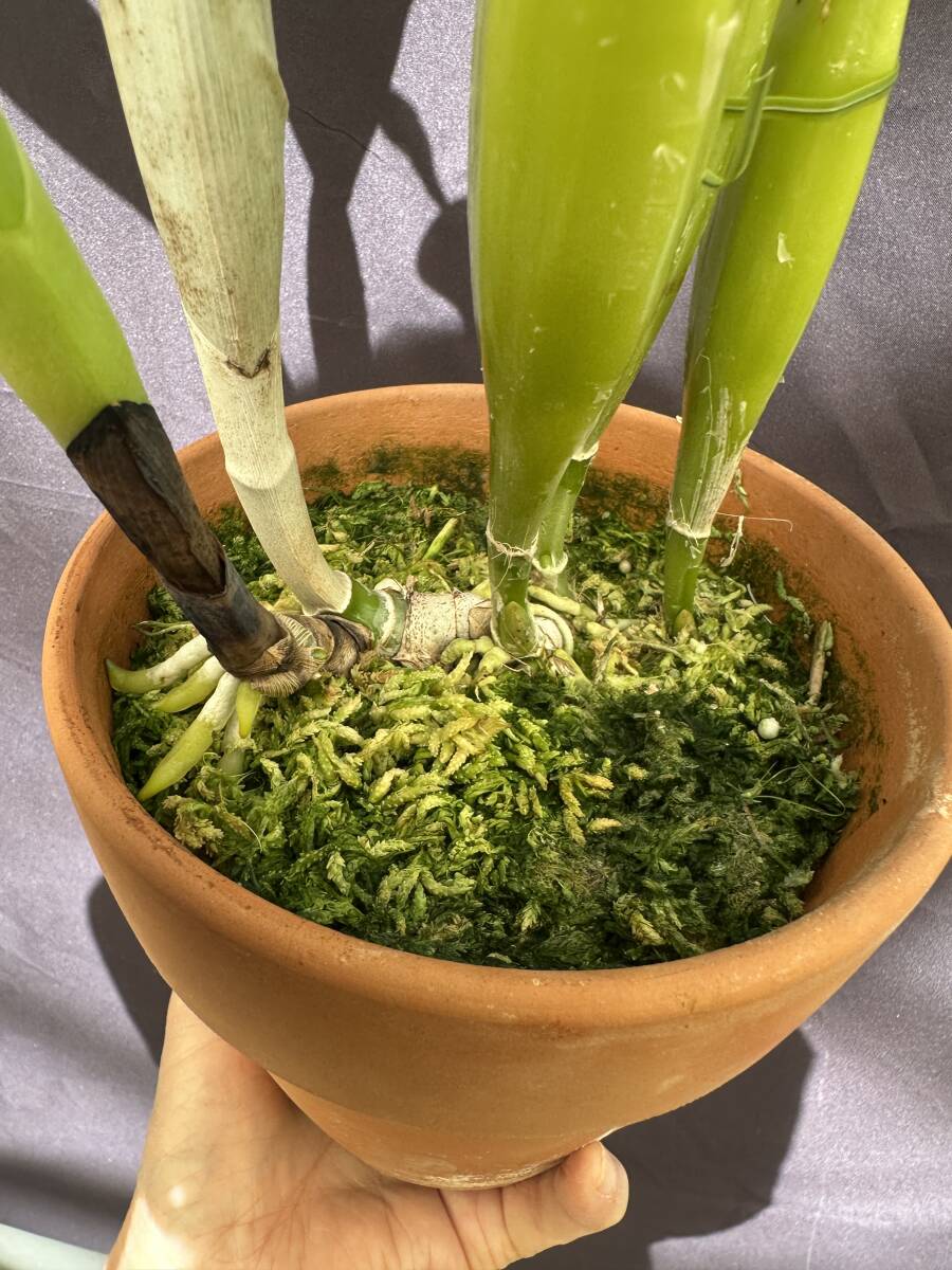 Yahoo!オークション - 洋蘭原種 カトレア C trianae f.coerulea 'Mar A...