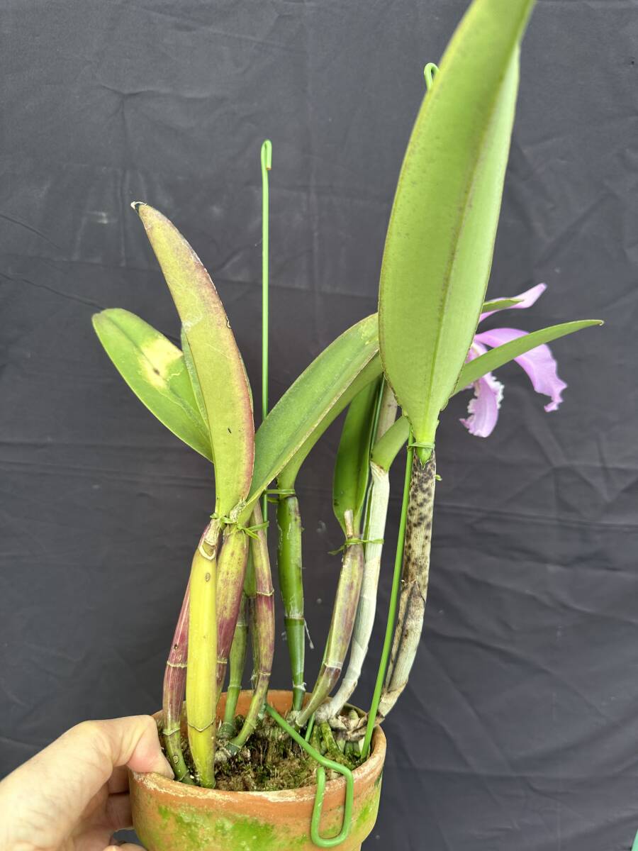 Yahoo!オークション - 洋蘭原種 カトレア C maxima ② 花付き