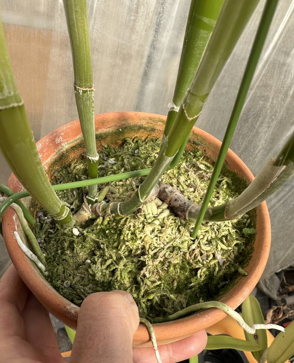 Yahoo!オークション - 洋蘭原種 カトレア C maxima f.coerulea ('Gigi ...