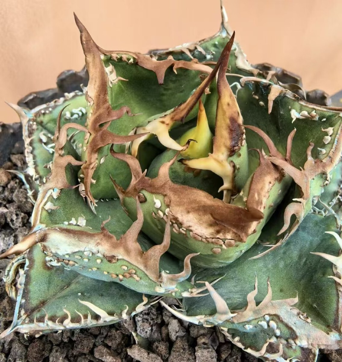 Yahoo!オークション - 【Lj_plants】Q237 多肉植物 アガベ チタノタ Ag...