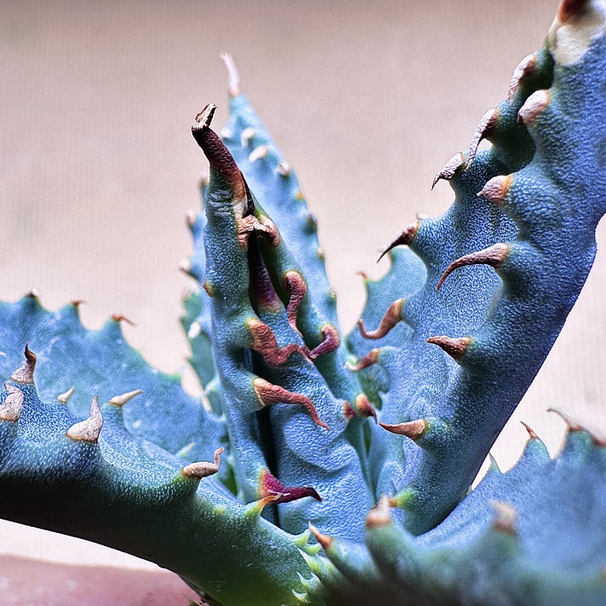 Yahoo!オークション - 【Lj_plants】Q264 多肉植物アガベ ‘Spawn'×イ...