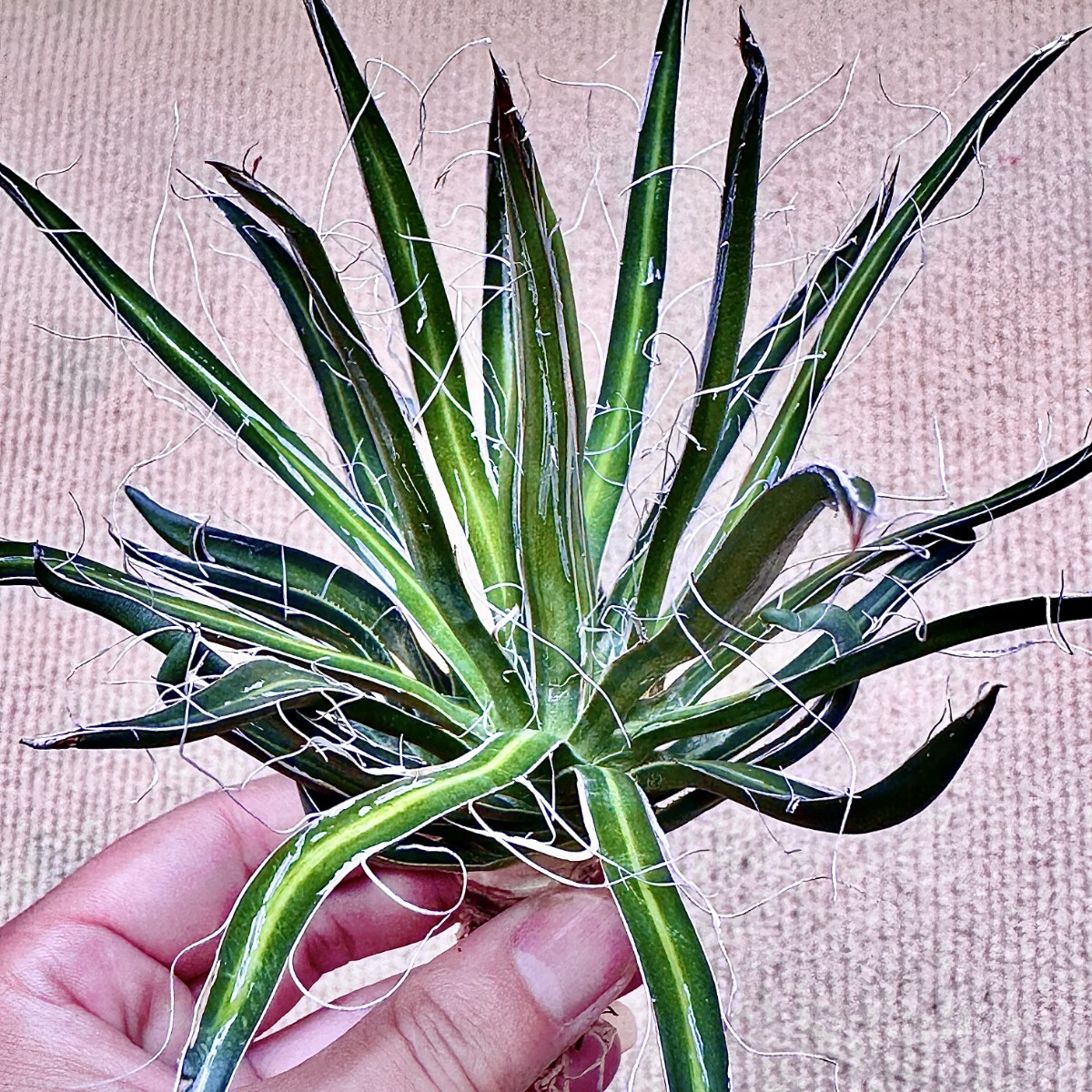 Yahoo!オークション - 【Lj_plants】Q293 激レア 貴重な希少種 アガベ ...