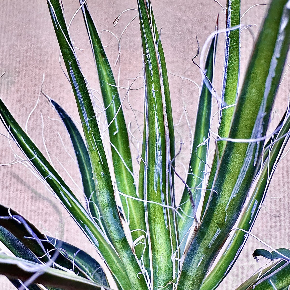 Yahoo!オークション - 【Lj_plants】Q293 激レア 貴重な希少種 アガベ ...