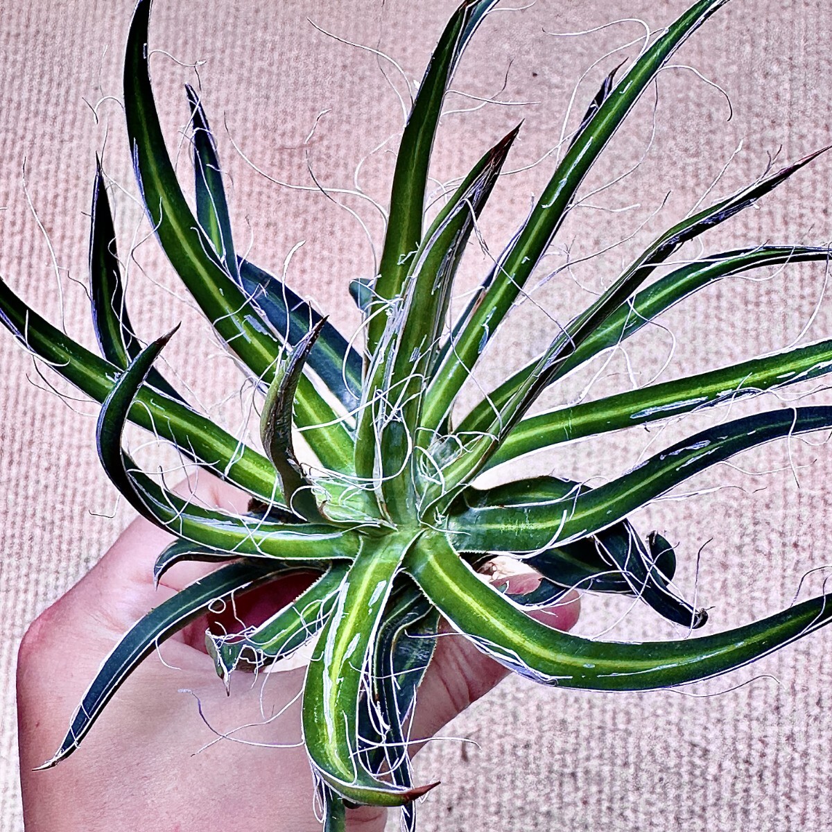 Yahoo!オークション - 【Lj_plants】Q293 激レア 貴重な希少種 アガベ ...