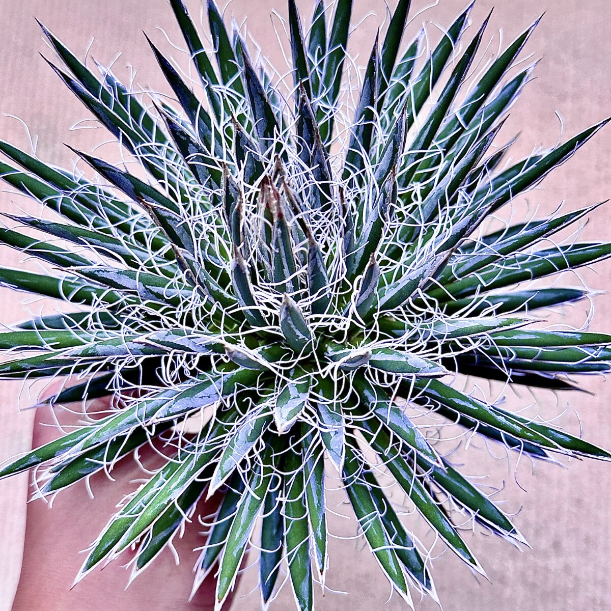 Yahoo!オークション - 【Lj_plants】Q104 厳選 多肉植物 アガべ ちょう...