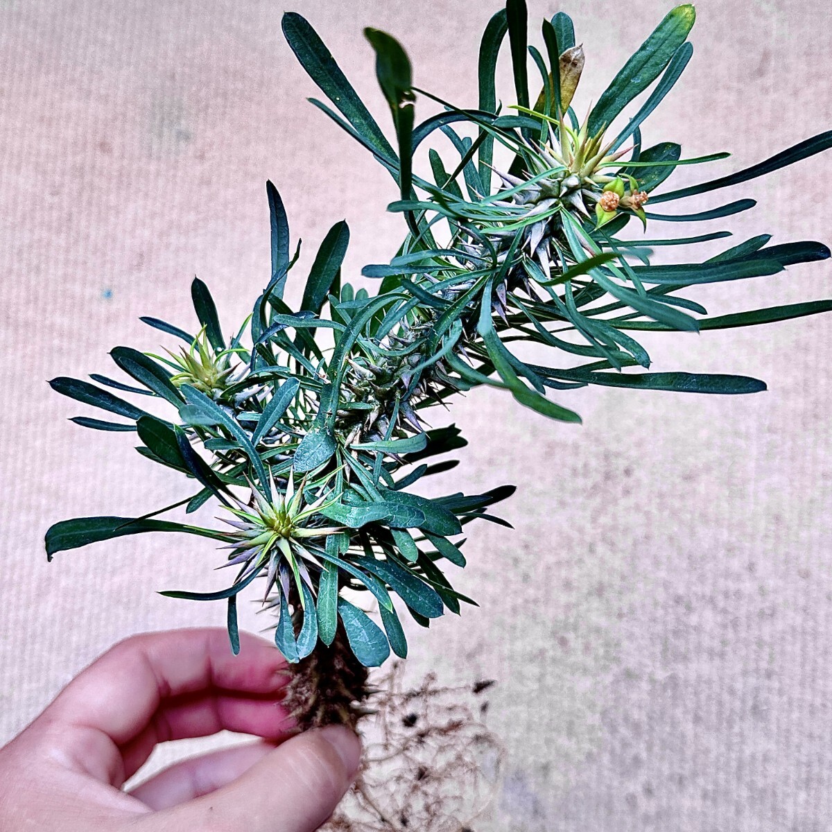 Yahoo!オークション - 【Lj_plants】Q688 多肉植物 実生 Euphorbia ros...