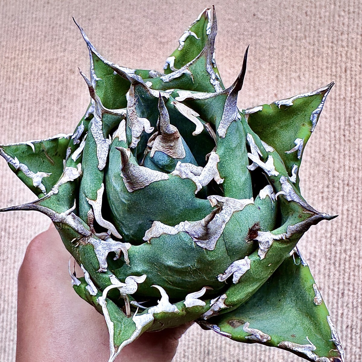 Yahoo!オークション - 【Lj_plants】Q631 タイ入力 アガベ チタノタ 台...