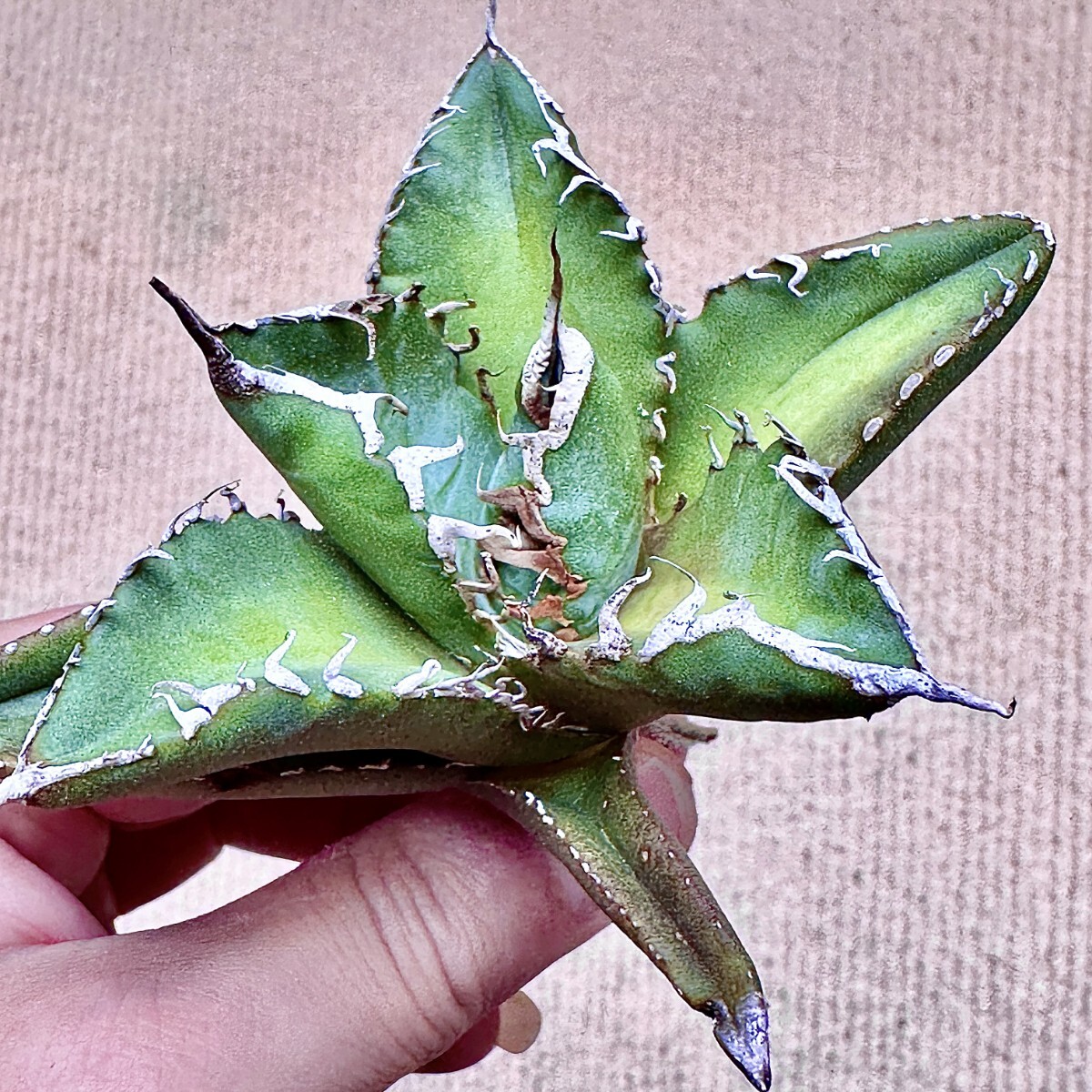 Yahoo!オークション - 【Lj_plants】Q238 貴重な希少種 アガベ チタノ...