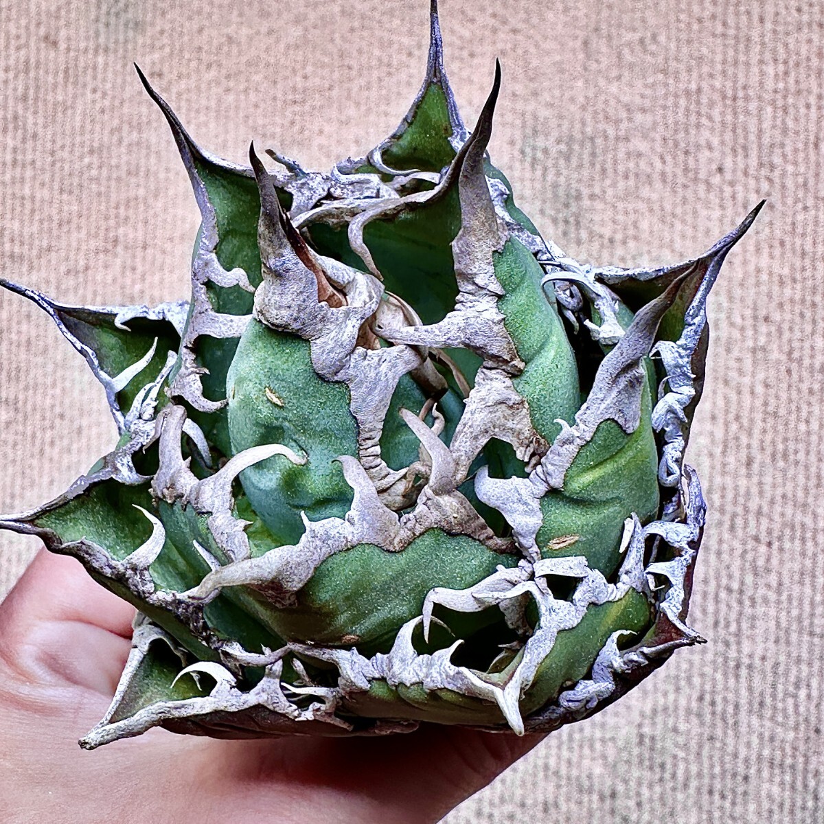 Yahoo!オークション - 【Lj_plants】Q213 激レア高級品種 アガベ チタ...