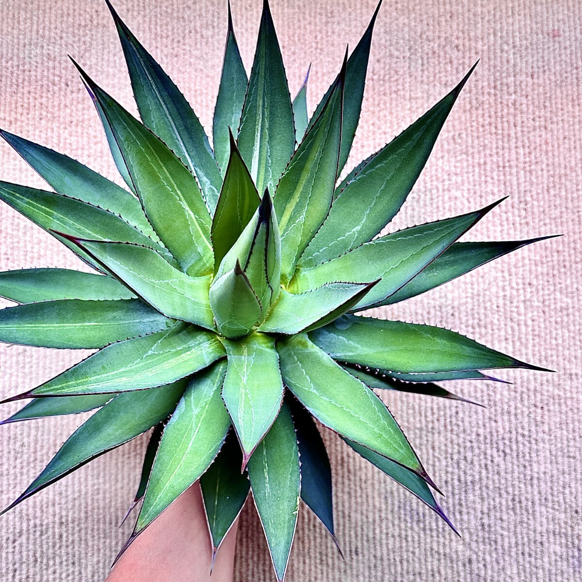 Yahoo!オークション - 親株売却【Lj_plants】Q273 SSSアガベ アリゾニ...