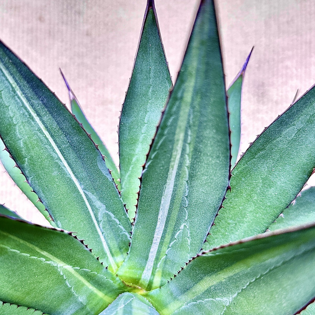 Yahoo!オークション - 親株売却【Lj_plants】Q273 SSSアガベ アリゾニ...