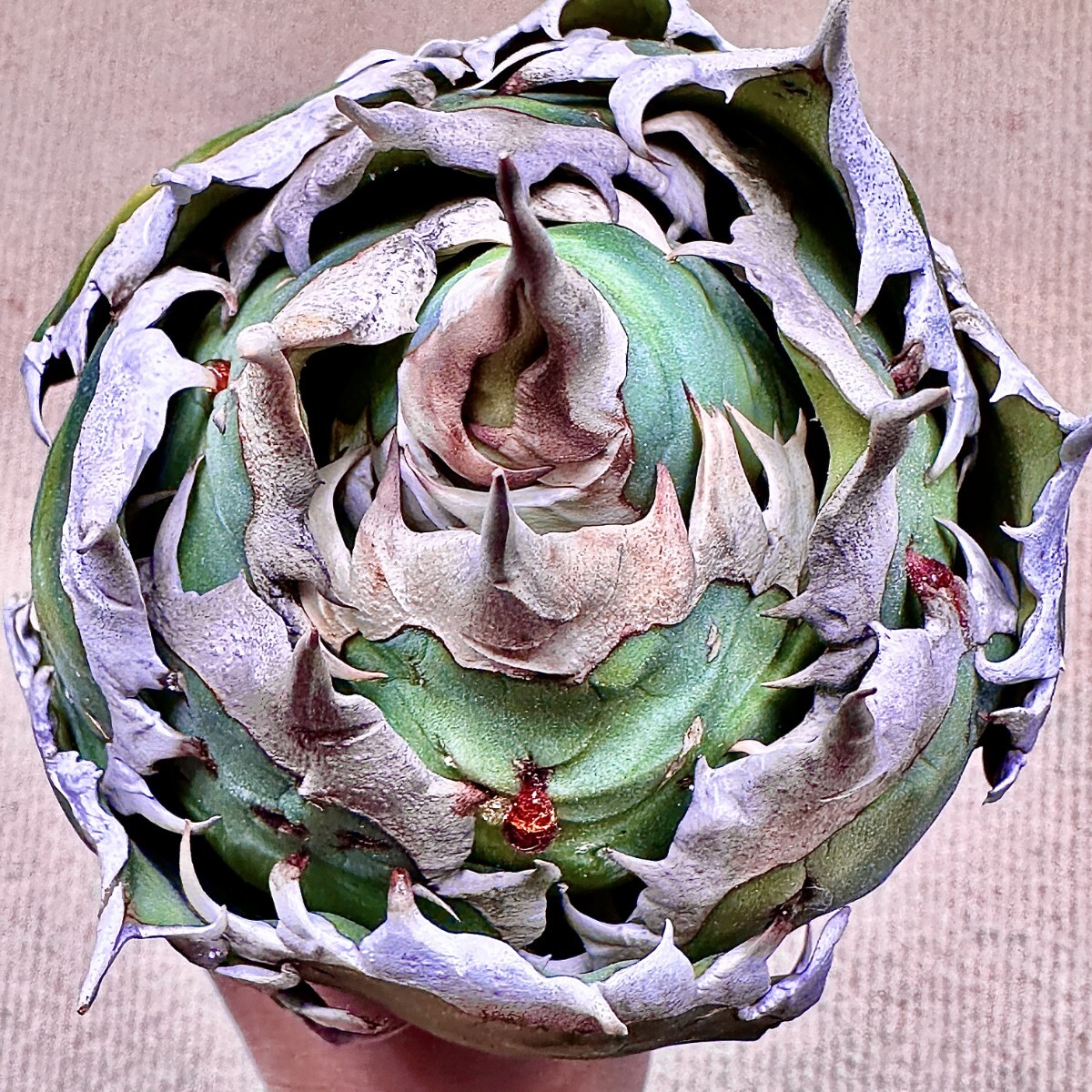 Yahoo!オークション - 【Lj_plants】Q407 SSSアガベ チタノタ レッド...