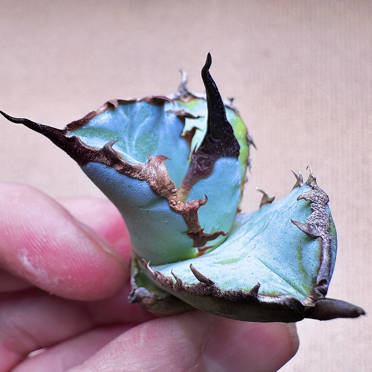 Yahoo!オークション - 【Lj_plants】Q456 限定特選株 agave titanota n...