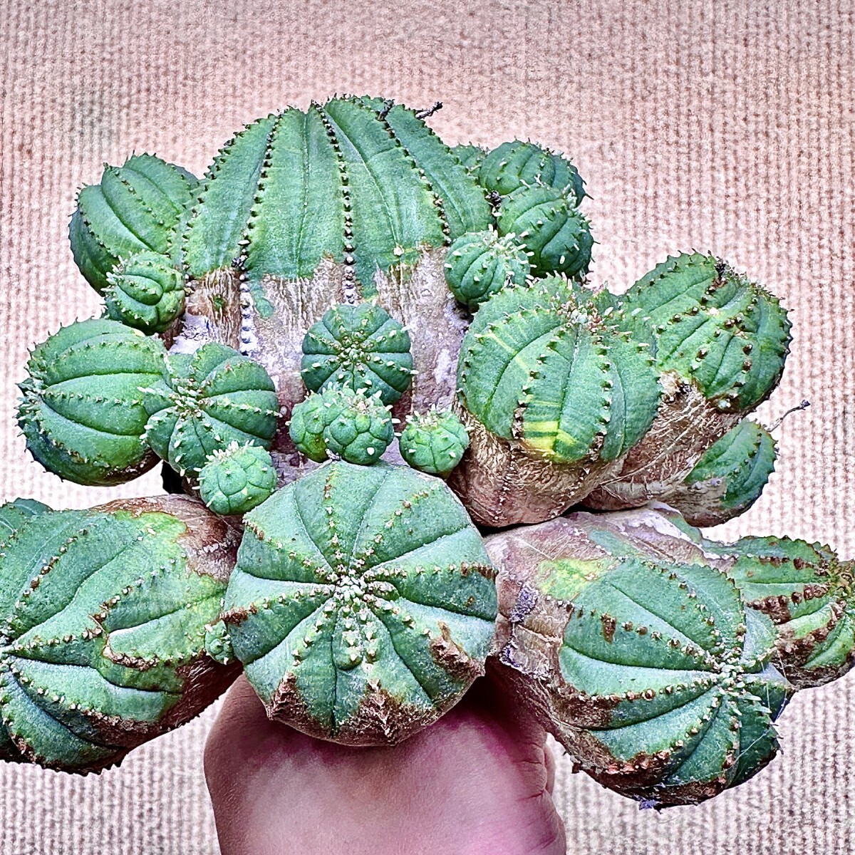 Yahoo!オークション - 【Lj_plants】Q310 ヨーロッパ入力 ユーフォルビ...