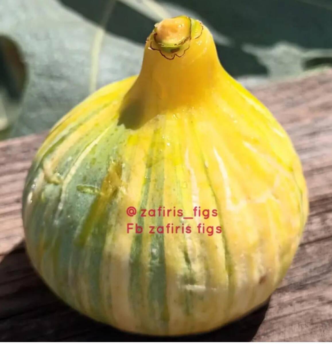 Yahoo!オークション - 25-193 Cul dama Variegato （ クル ダマ ヴァリ...