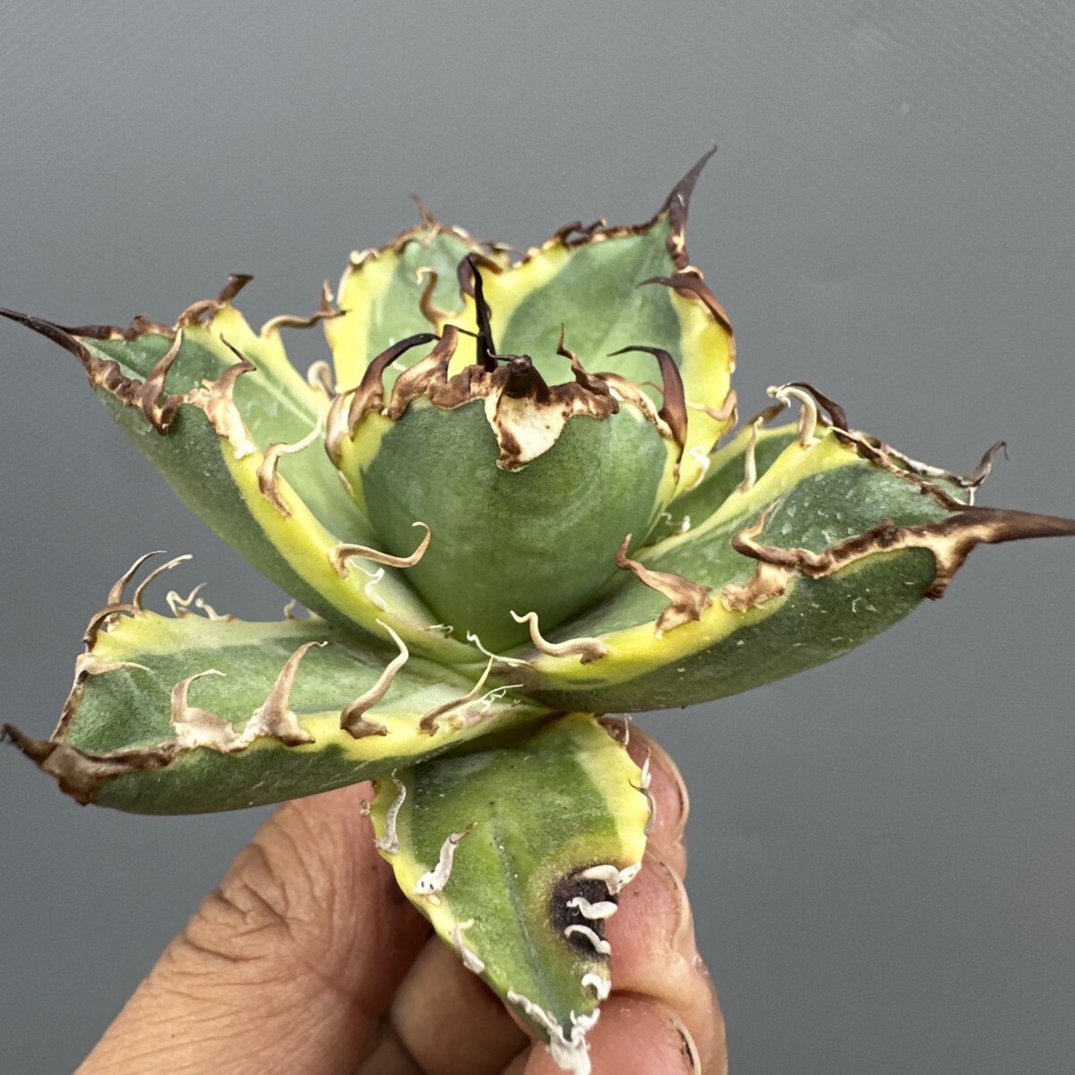 Yahoo!オークション - L53【青田園芸】特選 アガベ 多肉植物 チタノタ...