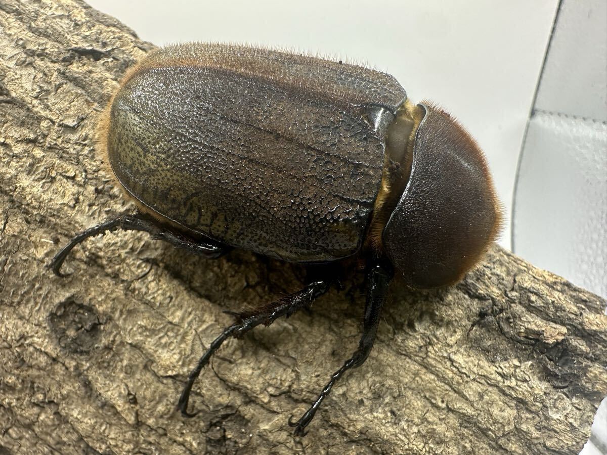 Yahoo!オークション - 【KIRA】D.H.ヘラクレス(FF-FF136×00181-vol.3...