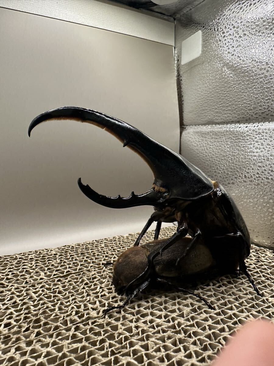 Yahoo!オークション - 【KIRA】D.H.ヘラクレス(FF-FF136×00181-vol.3...