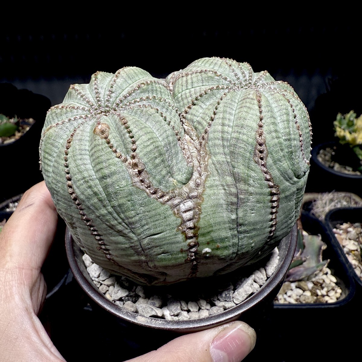 Yahoo!オークション - TV7 ヨーロッパ入力 ユーフォルビア オベサブロ...