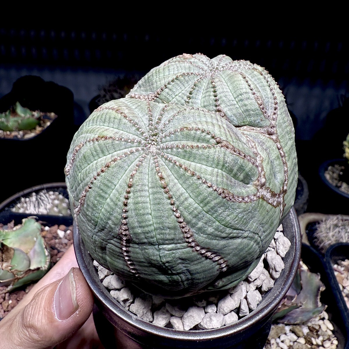 Yahoo!オークション - TV7 ヨーロッパ入力 ユーフォルビア オベサブロ...