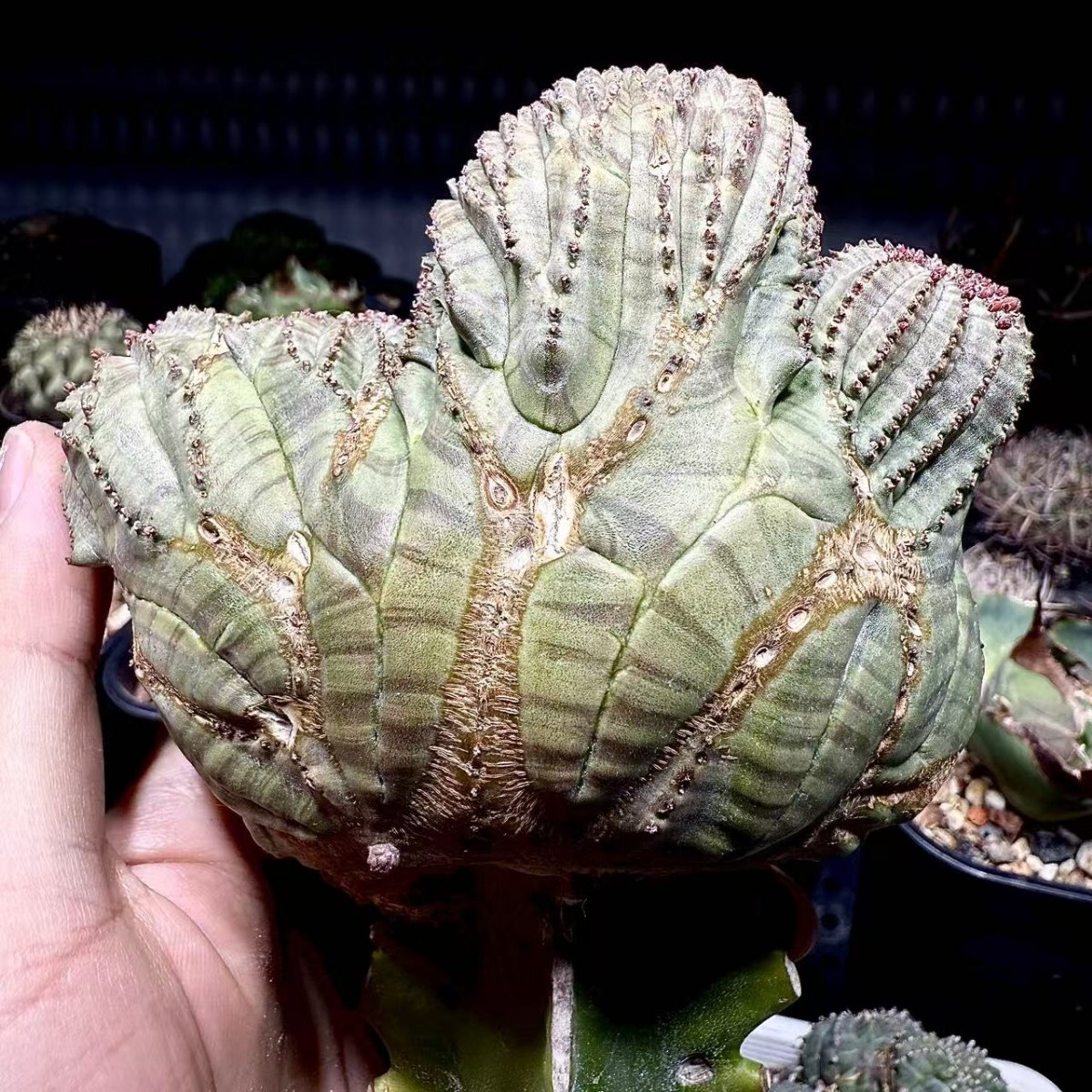 Yahoo!オークション - TV18 ヨーロッパ入力 ユーフォルビア オベサブロ...