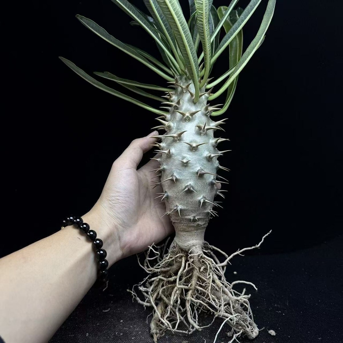 Yahoo!オークション - ZW5 パキポディウム アンボンゲンセ 実生 つくり...