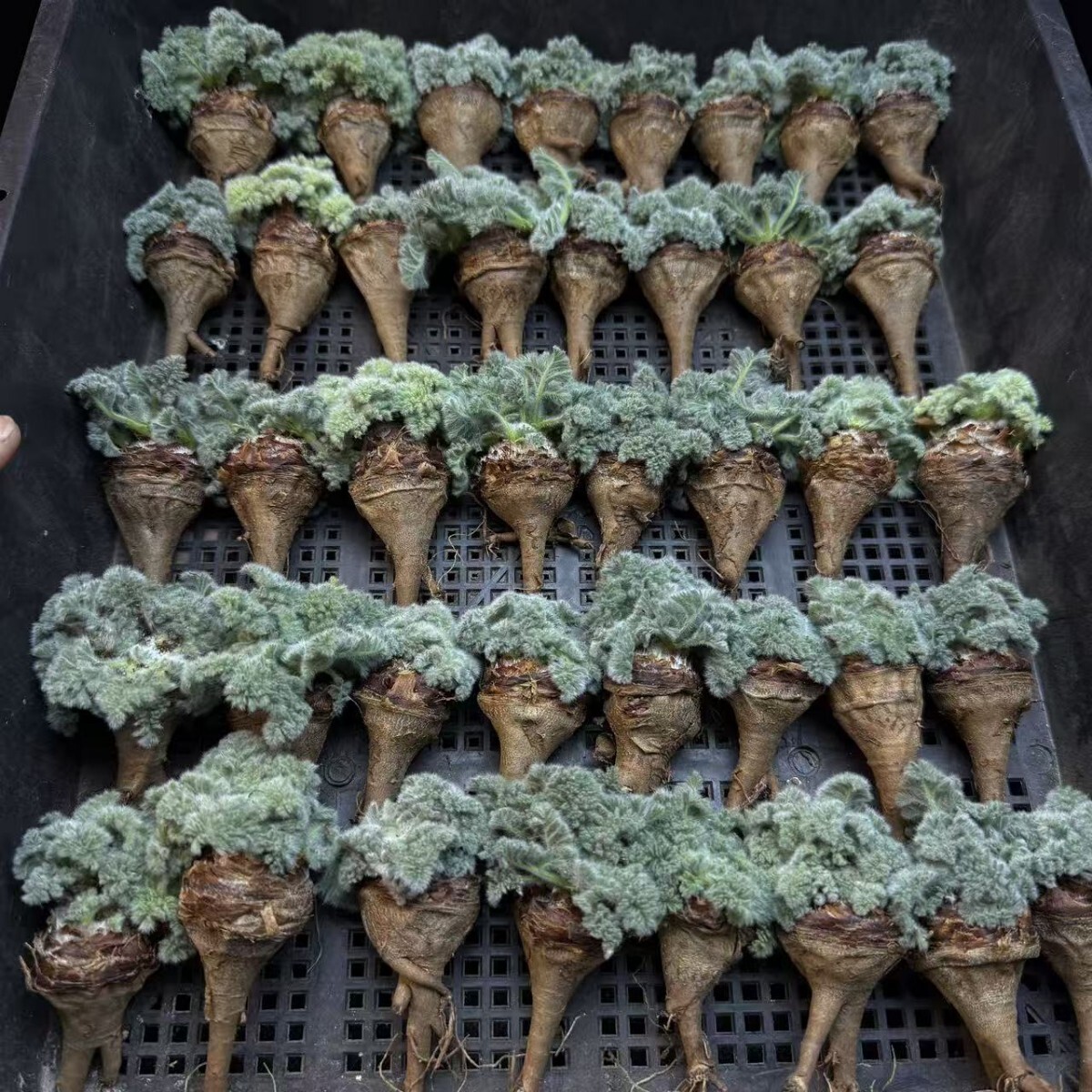 Yahoo!オークション - 3 ペラルゴニウム 実生 アッペンディクラツムセ...