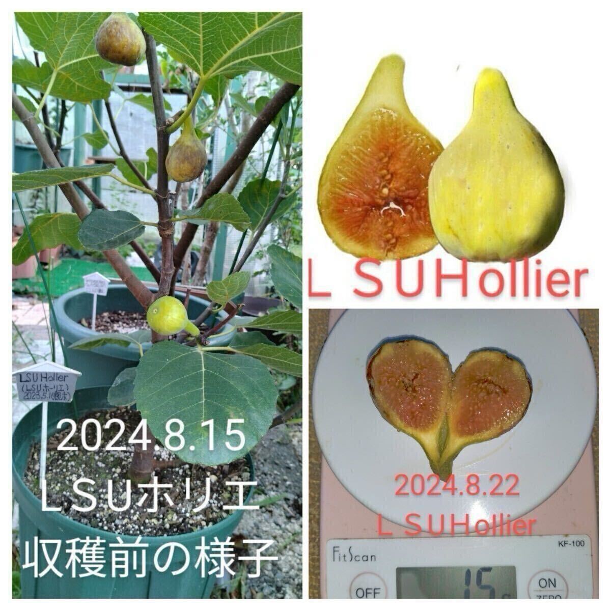 Yahoo!オークション - 安心の活着・完熟果収穫済・レア希少品種 Lsu Ho...