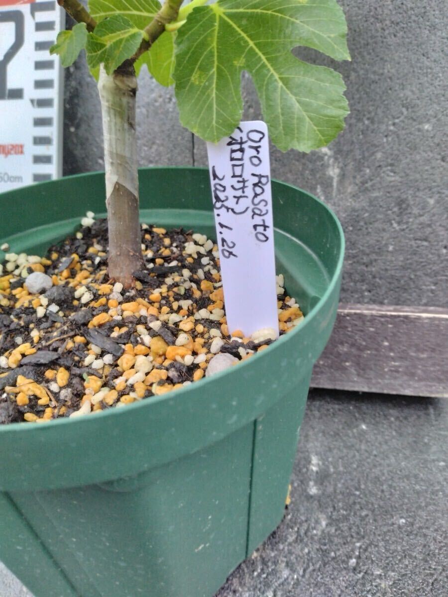 Yahoo!オークション - 安心の活着済・レア希少品種 OroRosato（オロロ...