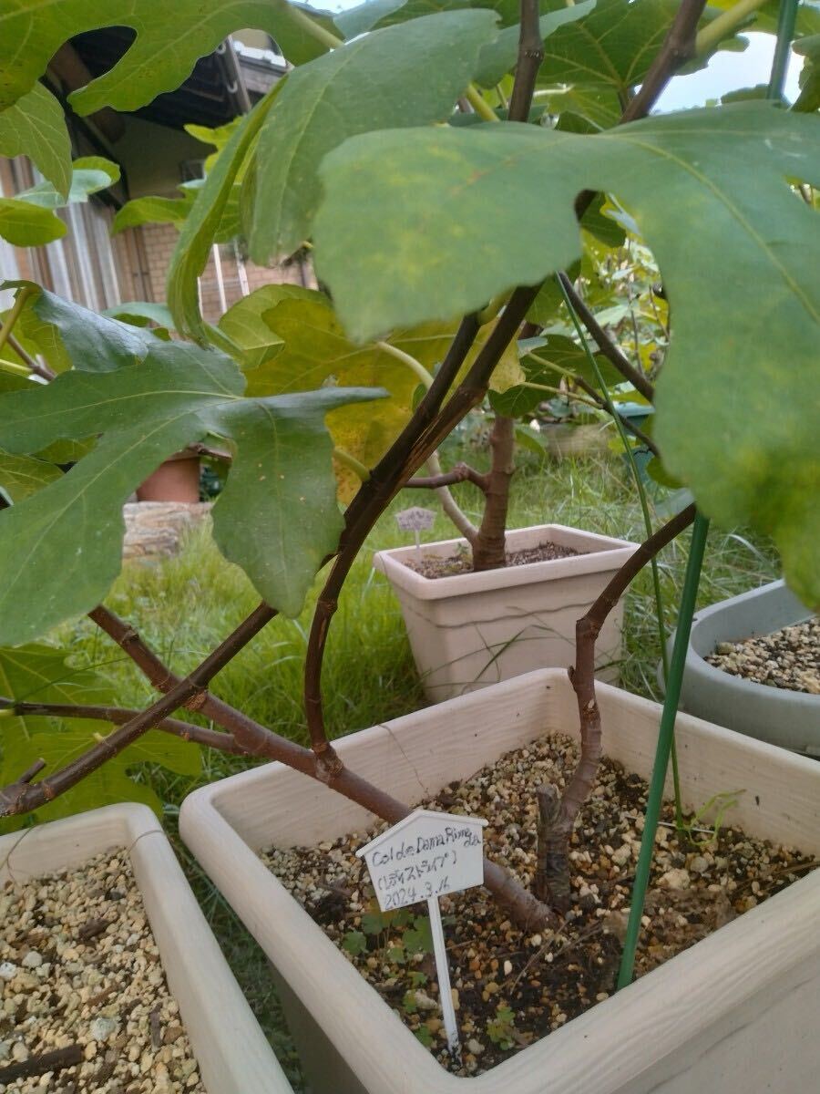 Yahoo!オークション - 安心の活着済・レア希少品種高 Col de Dame Rima...