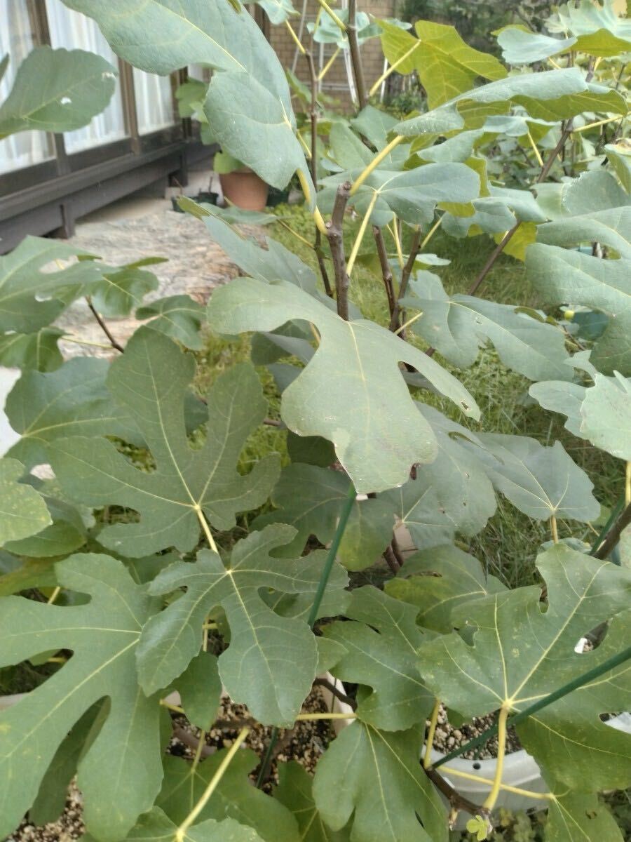 Yahoo!オークション - 安心の活着済・レア希少品種高 Col de Dame Rima...