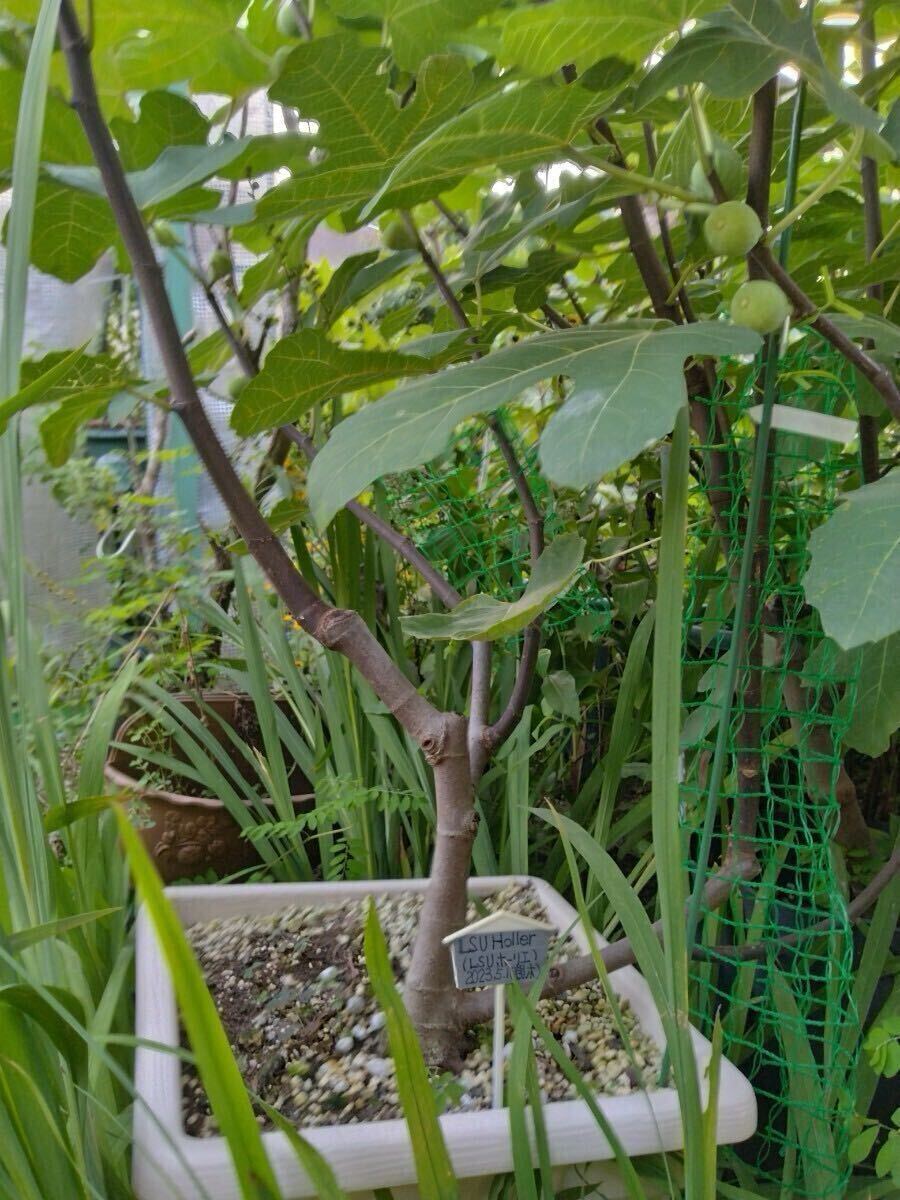 Yahoo!オークション - 安心の活着・完熟果収穫済・レア希少品種 Lsu Ho...