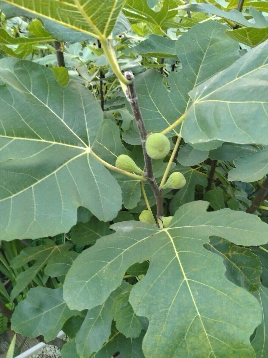 Yahoo!オークション - 安心の活着・完熟果収穫済・レア希少品種 Lsu Ho...