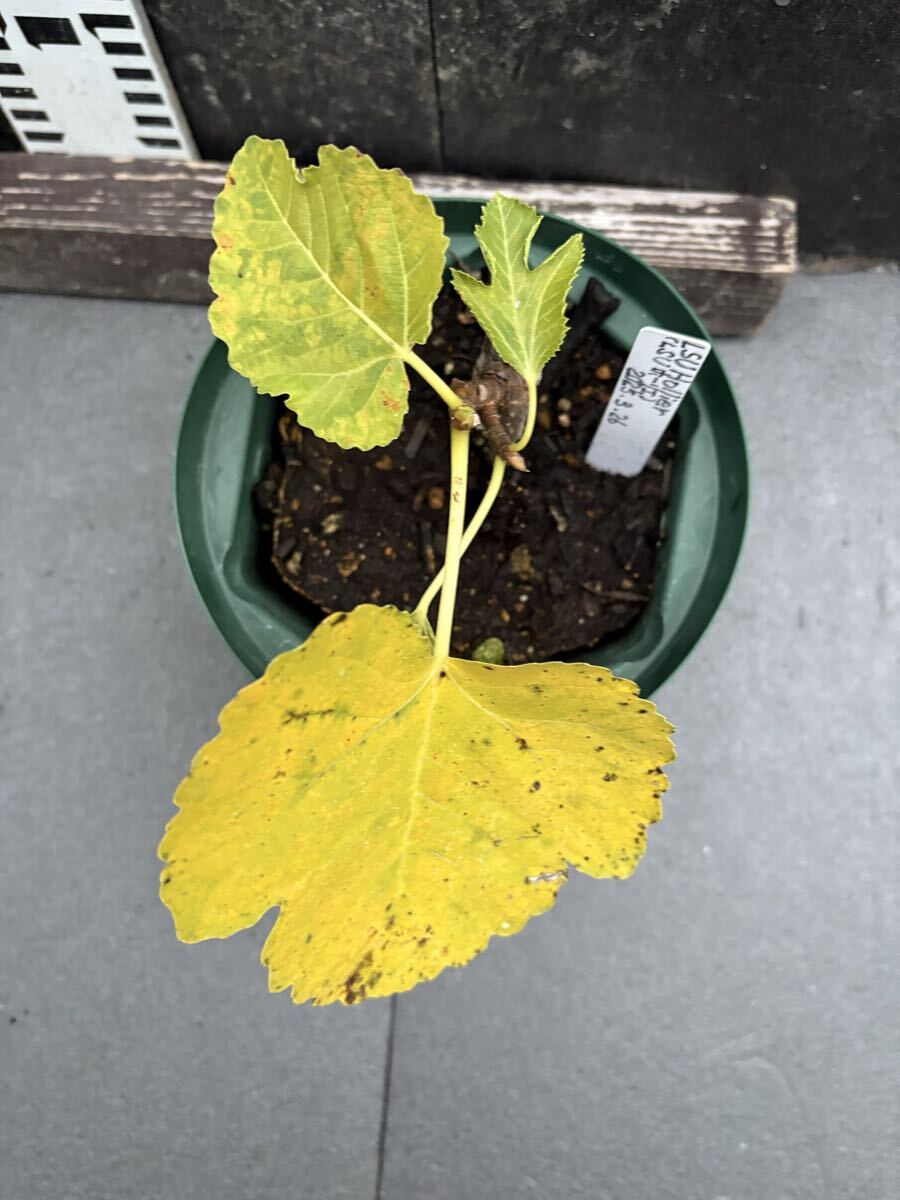 Yahoo!オークション - 安心の活着・完熟果収穫済・レア希少品種 Lsu Ho...