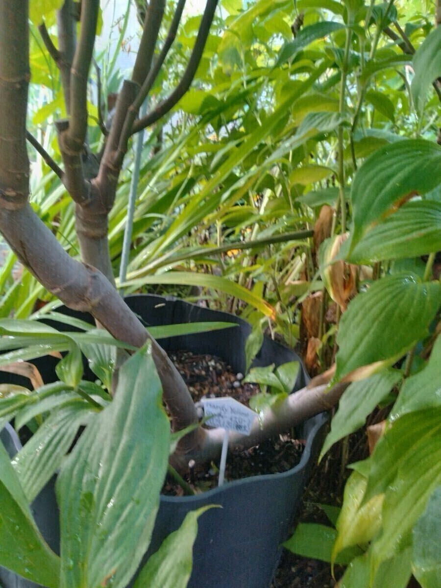 Yahoo!オークション - 安心の活着済・レア希少品種 Hardy Yellow②