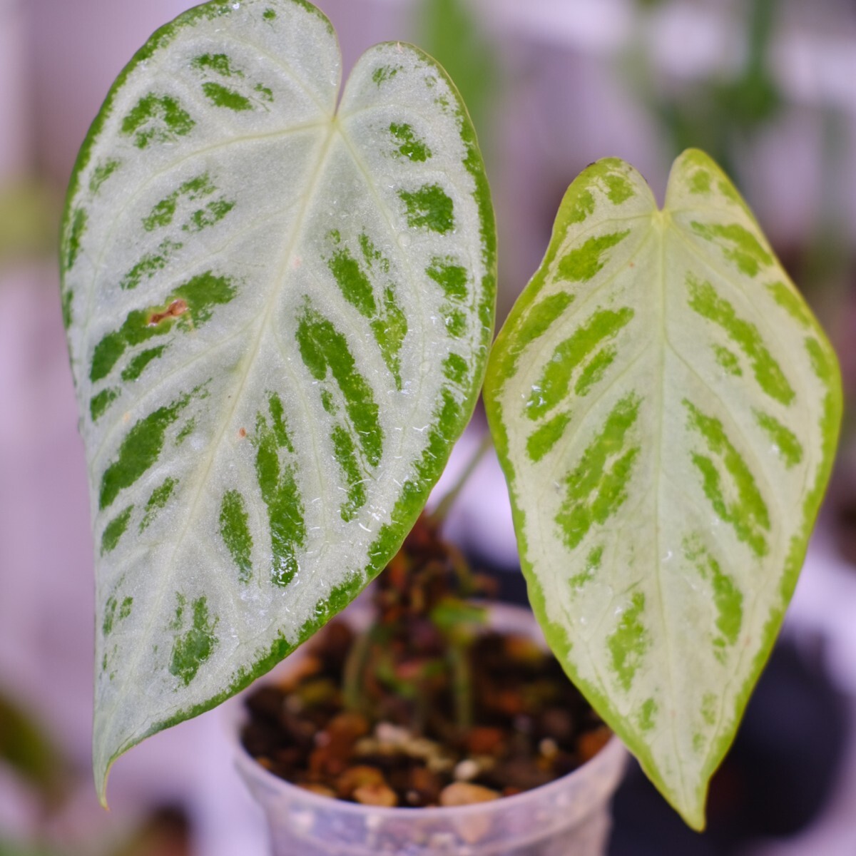 Yahoo!オークション - Anthurium Dorayaki × Anthurium Silver brush...