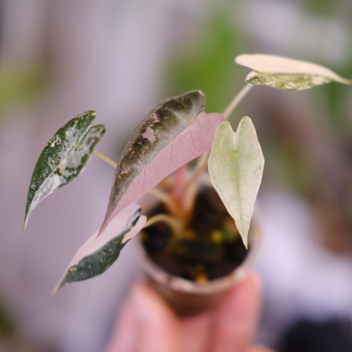 Yahoo!オークション - アロカシア バンビーノ ピンク│Alocasia bambin...