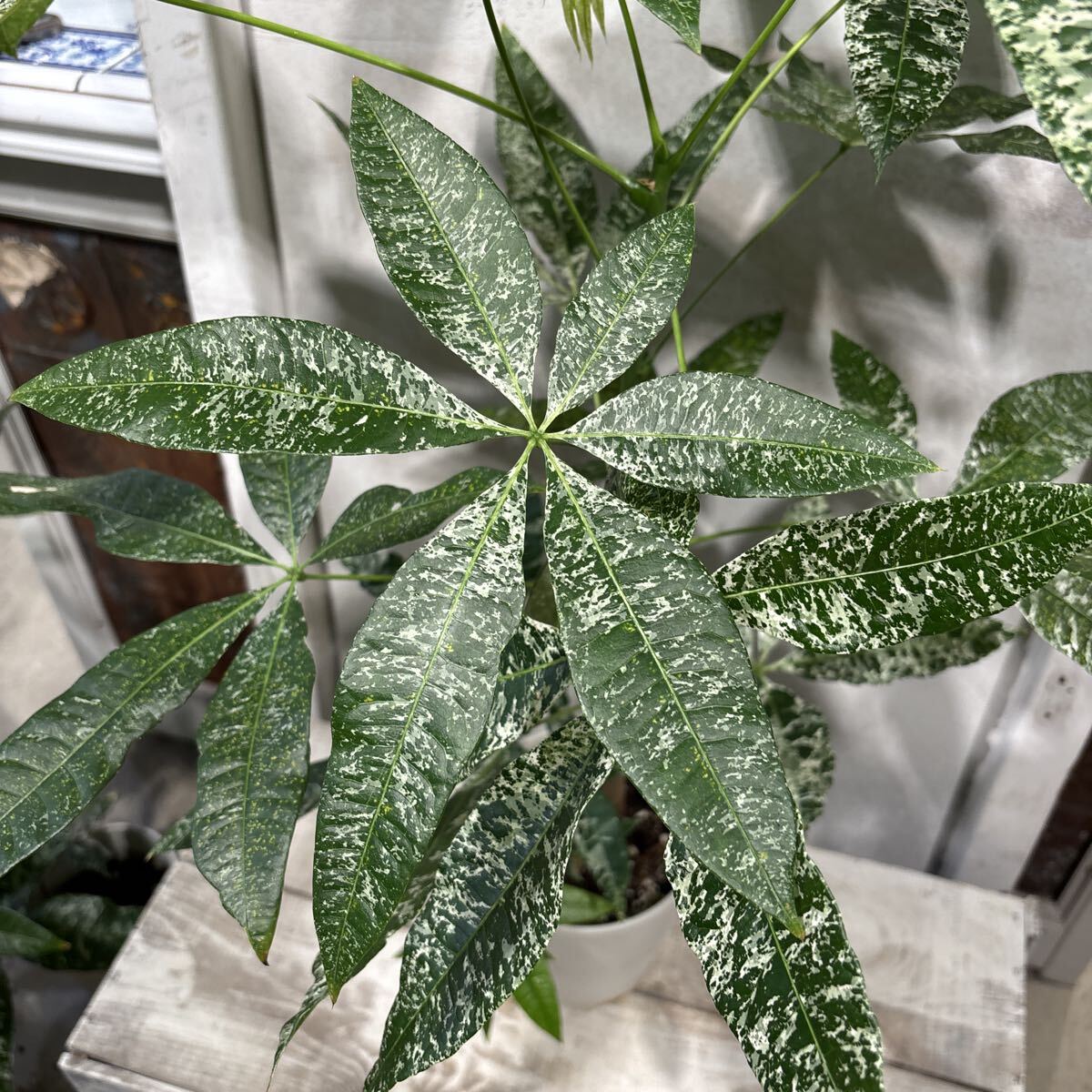 Yahoo!オークション - パキラ斑入り ① 5号 鉢底から約75cm 11月23日撮...