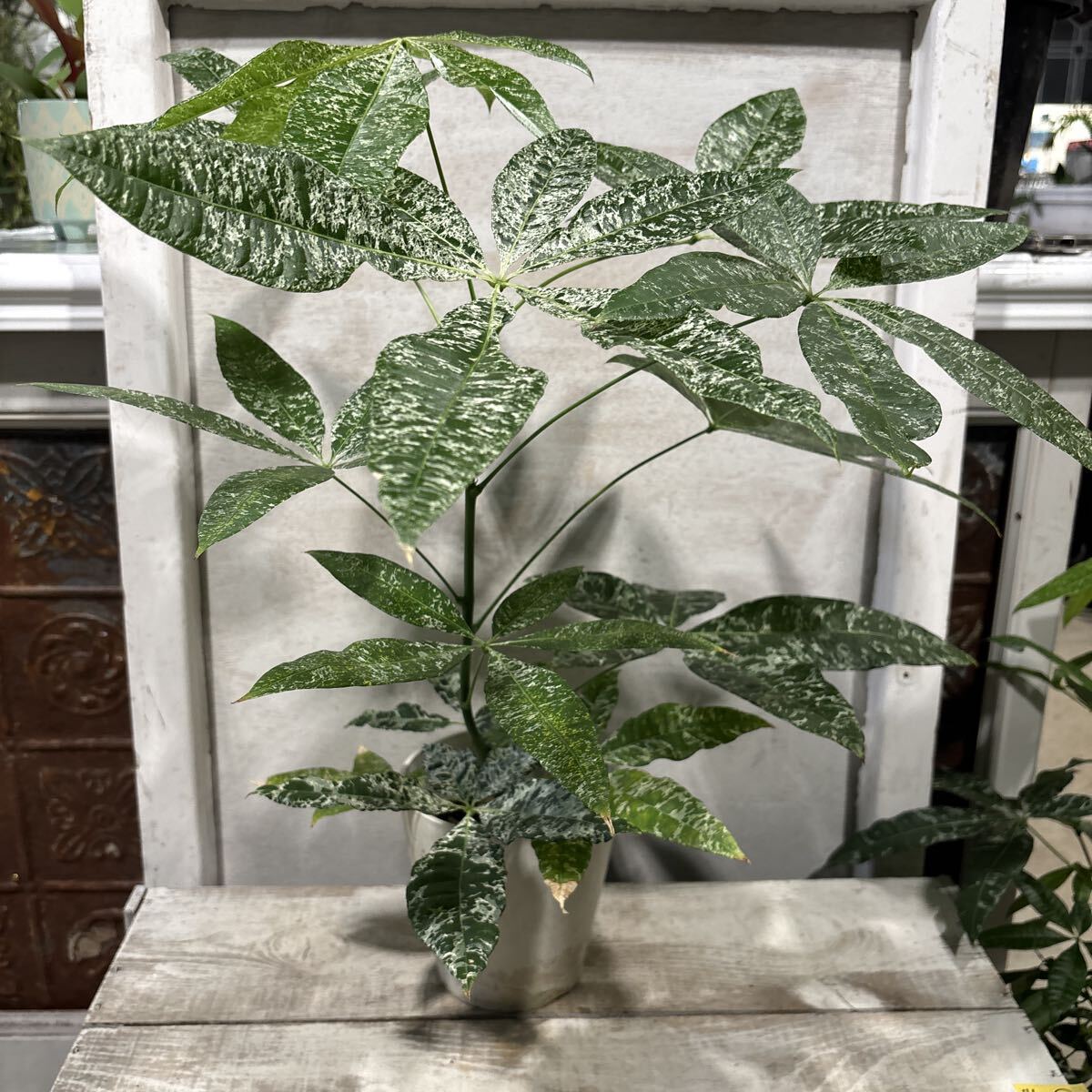 Yahoo!オークション - パキラ斑入り ③ 5号 鉢底から約60cm 11月23日撮...