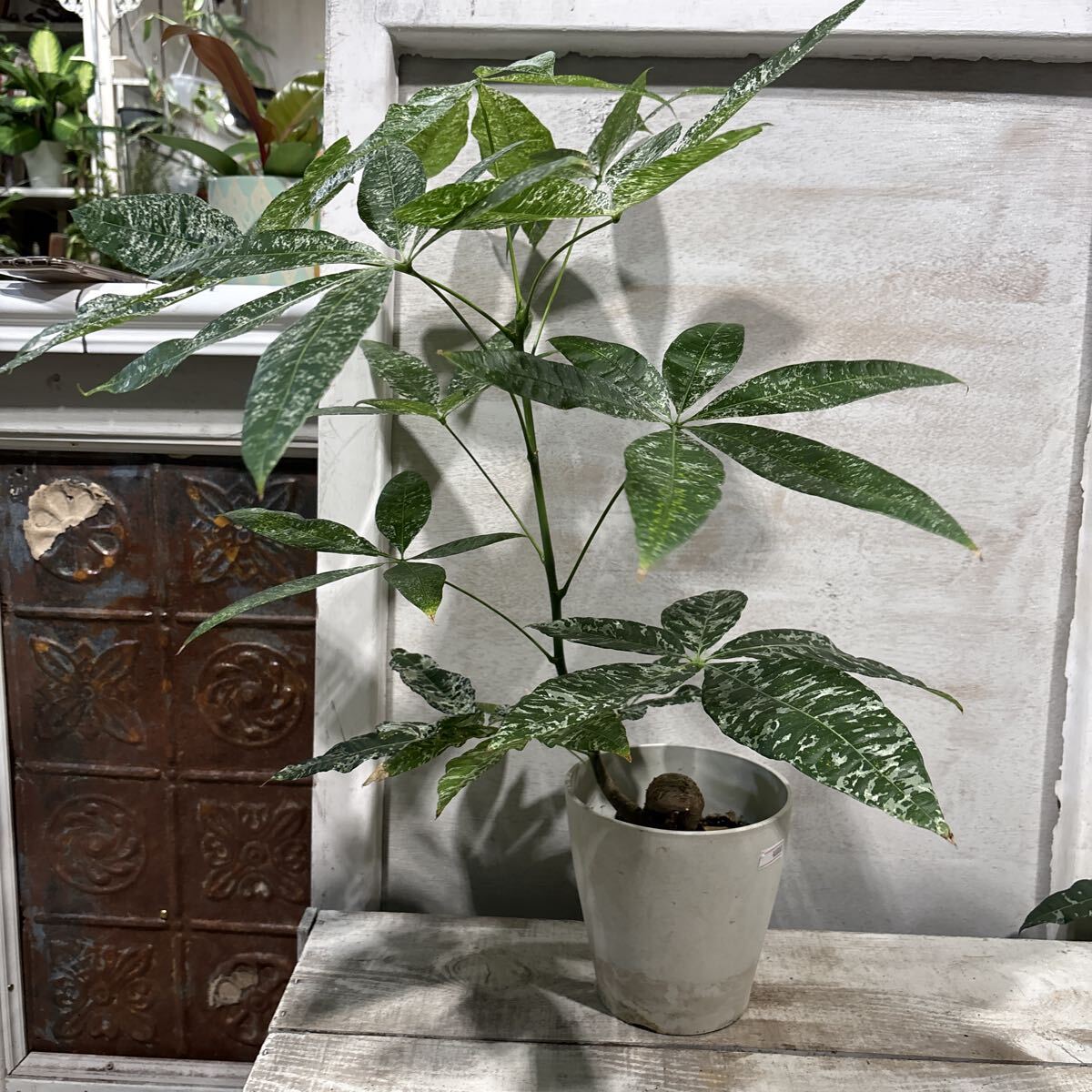 Yahoo!オークション - パキラ斑入り ③ 5号 鉢底から約60cm 11月23日撮...