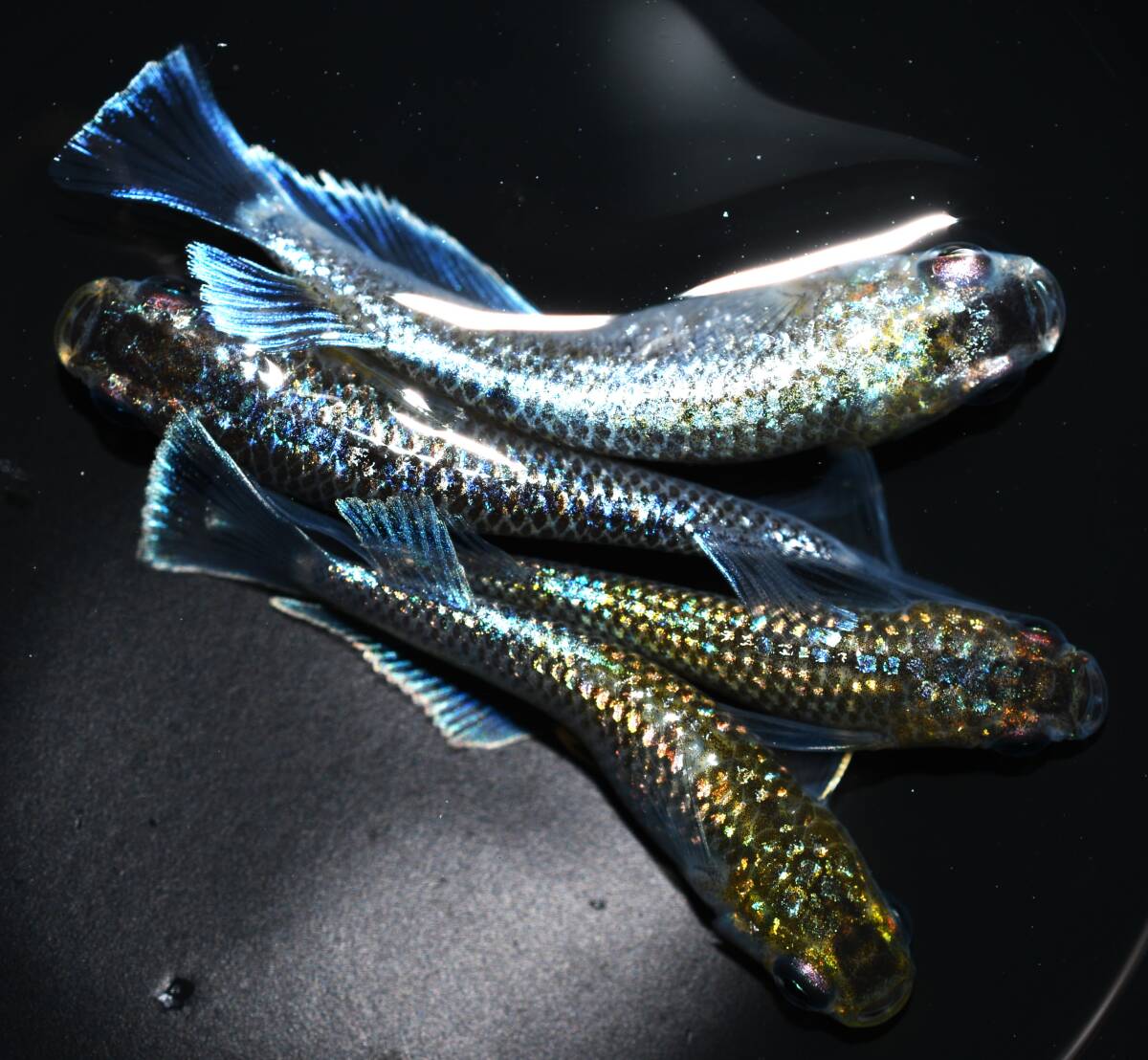 Yahoo!オークション - 【fukufuku】 コードC 2ペア A-71