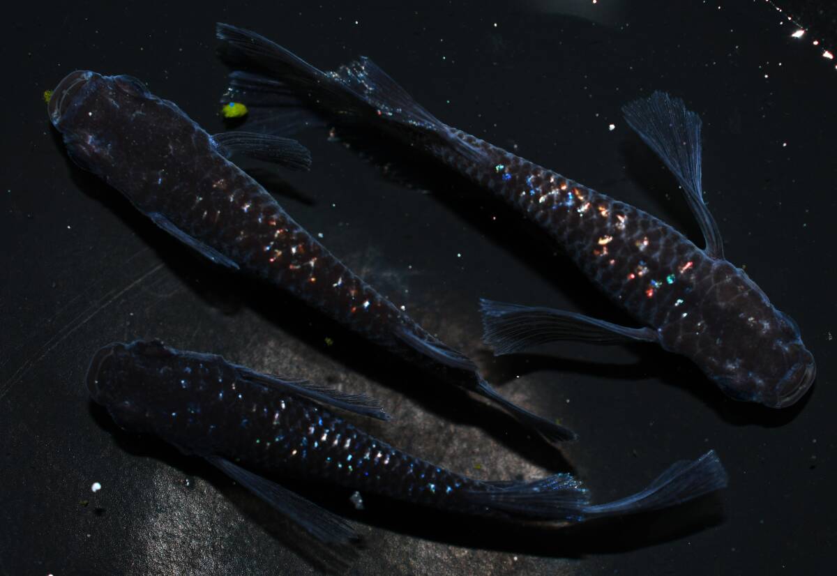 Yahoo!オークション - 【fukufuku】 ミッドナイト系鏡鱗 メス2オス1 A-...