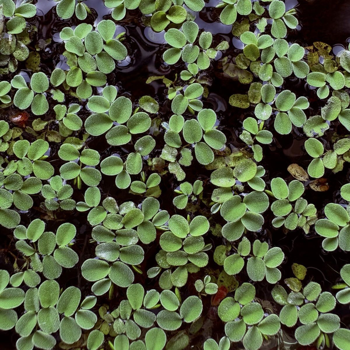 Yahoo!オークション - 櫻花血統 ピンクラムズホーン Mixサイズ 10匹