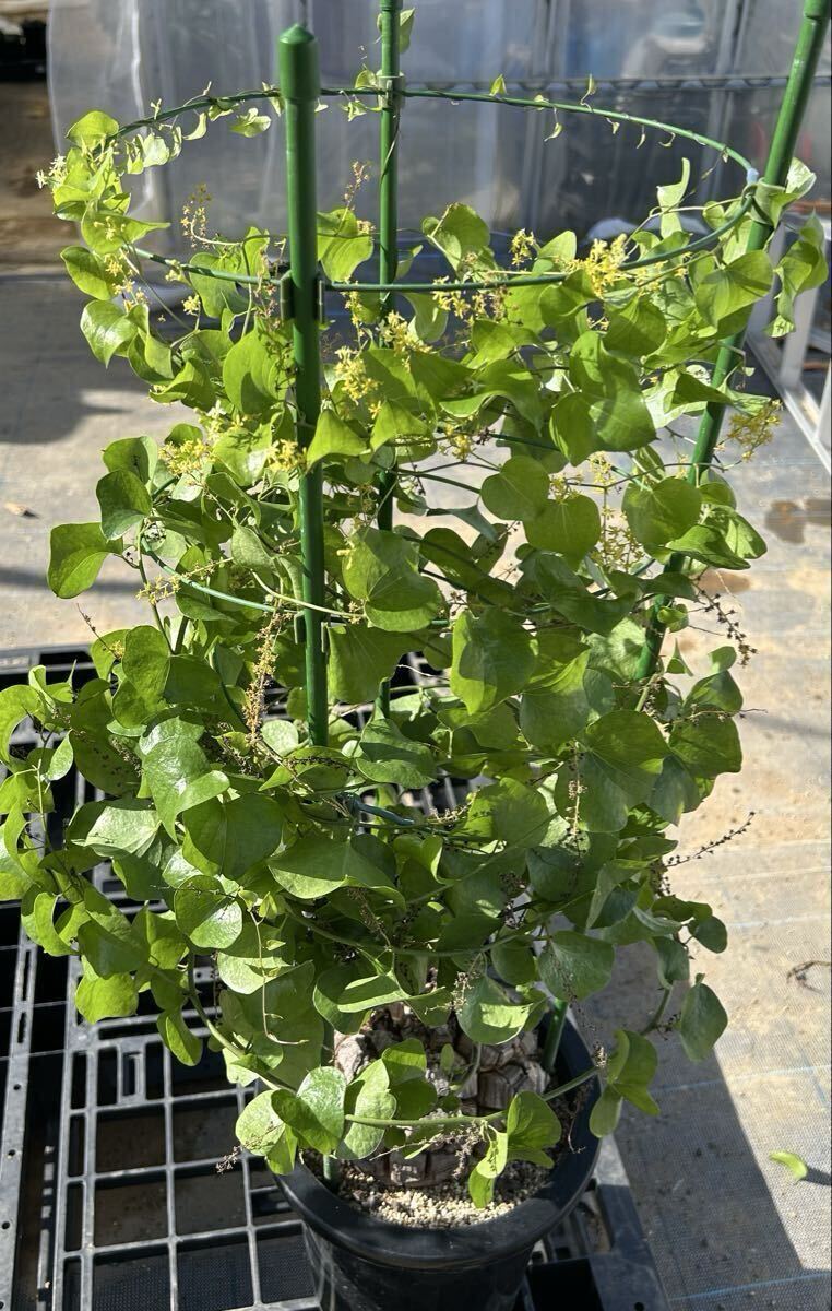 Yahoo!オークション - アフリカ 亀甲竜 超美株 大株バキバキ