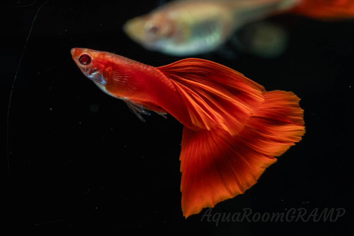 Yahoo!オークション - 【GRAMP】RREAフルレッド 幼魚3ペア