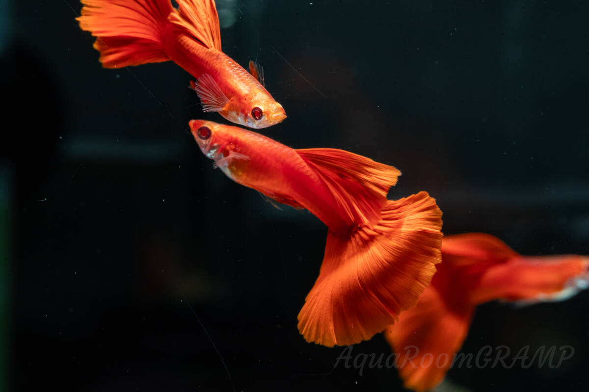 Yahoo!オークション - 【GRAMP】RREAフルレッド 幼魚3ペア